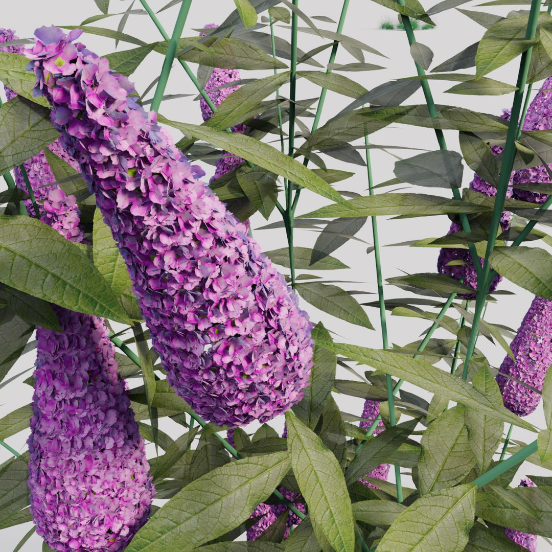 3D Model Buddleja Davidii Purple Gardens - TurboSquid 1488850