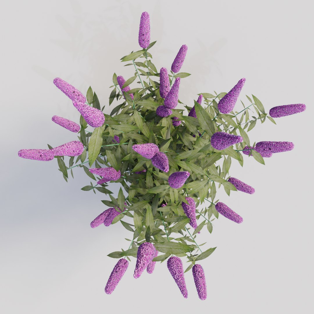 3D Model Buddleja Davidii Purple Gardens - TurboSquid 1488850