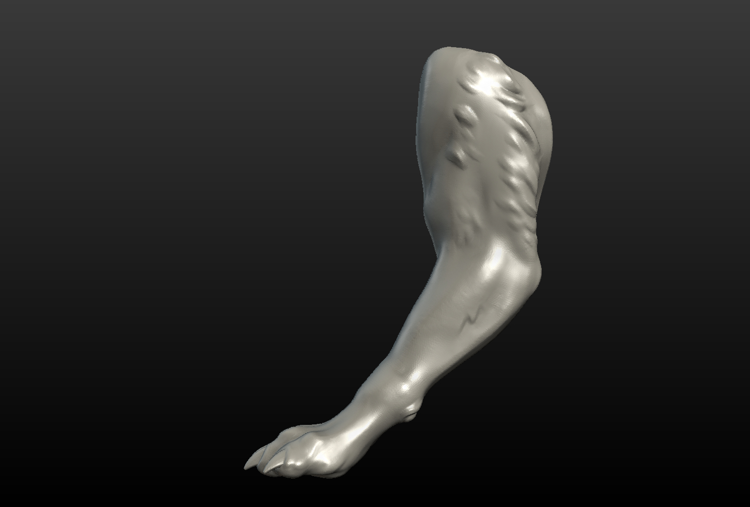 modelo 3d Pata de lobo - TurboSquid 1236425