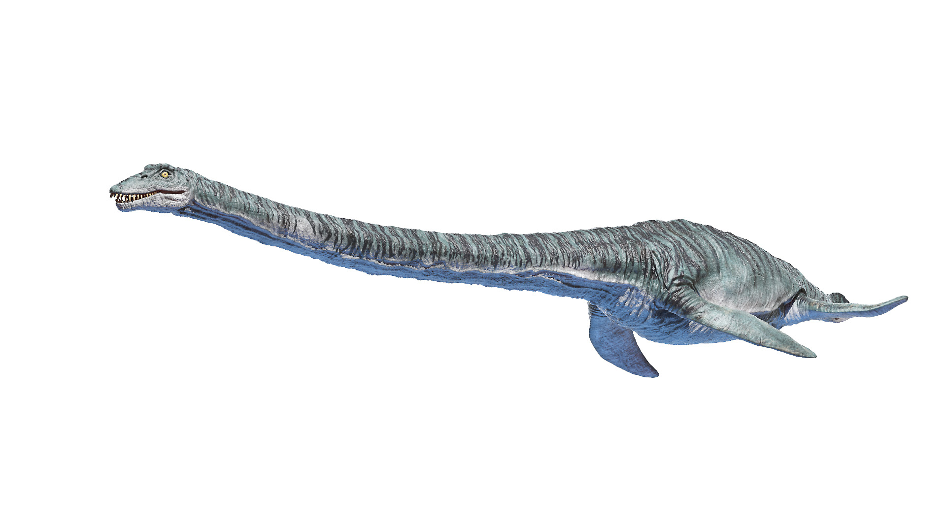 Elasmosaurus Printout Enchanted Learning Software