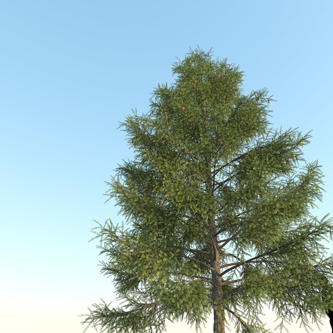Spruce Tree 3d Max