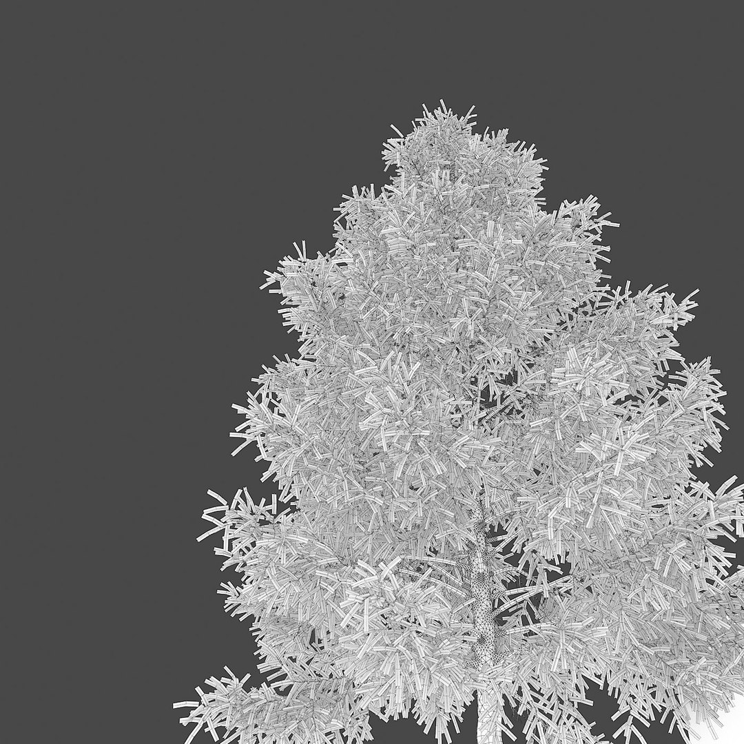 Spruce Tree 3d Max