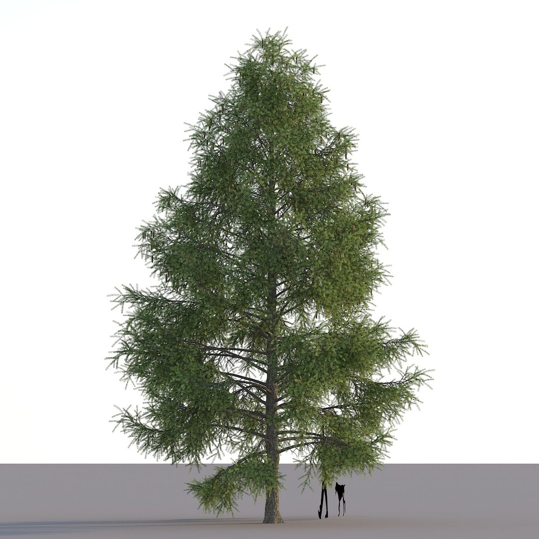 Spruce Tree 3d Max