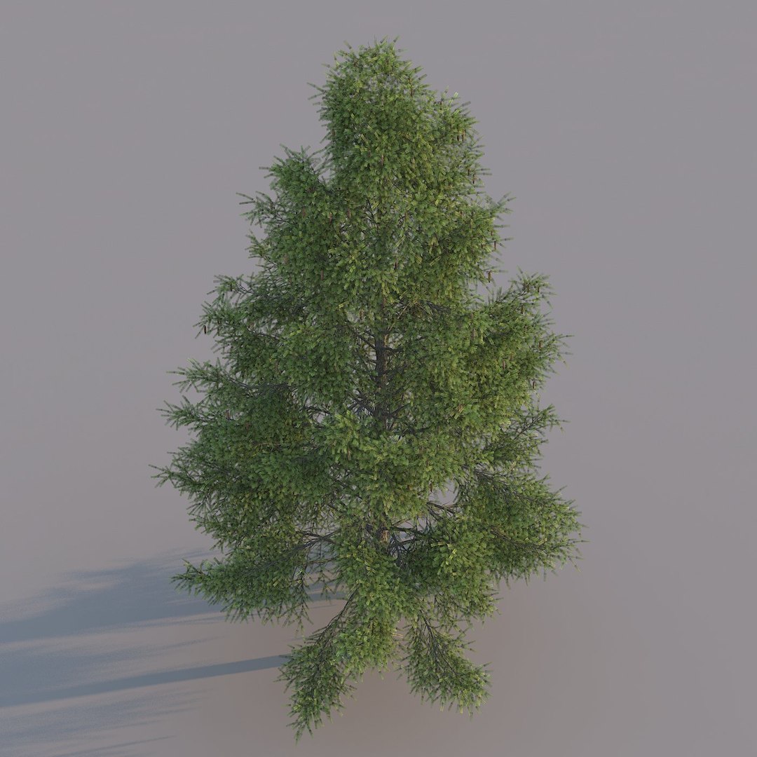 Spruce Tree 3d Max