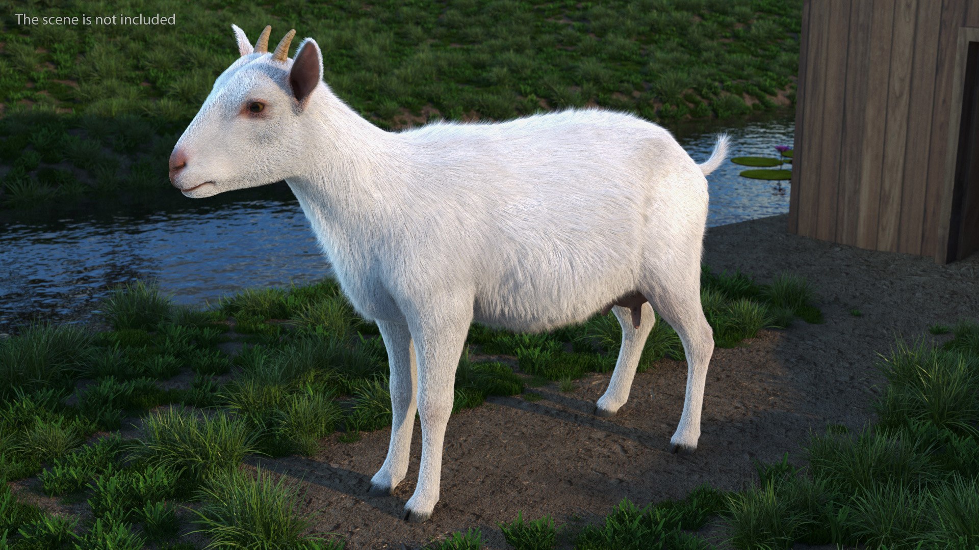Goat Saanen Breed Fur 3D - TurboSquid 1992588