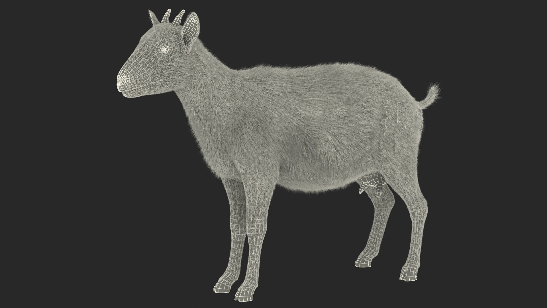Goat Saanen Breed Fur 3D - TurboSquid 1992588