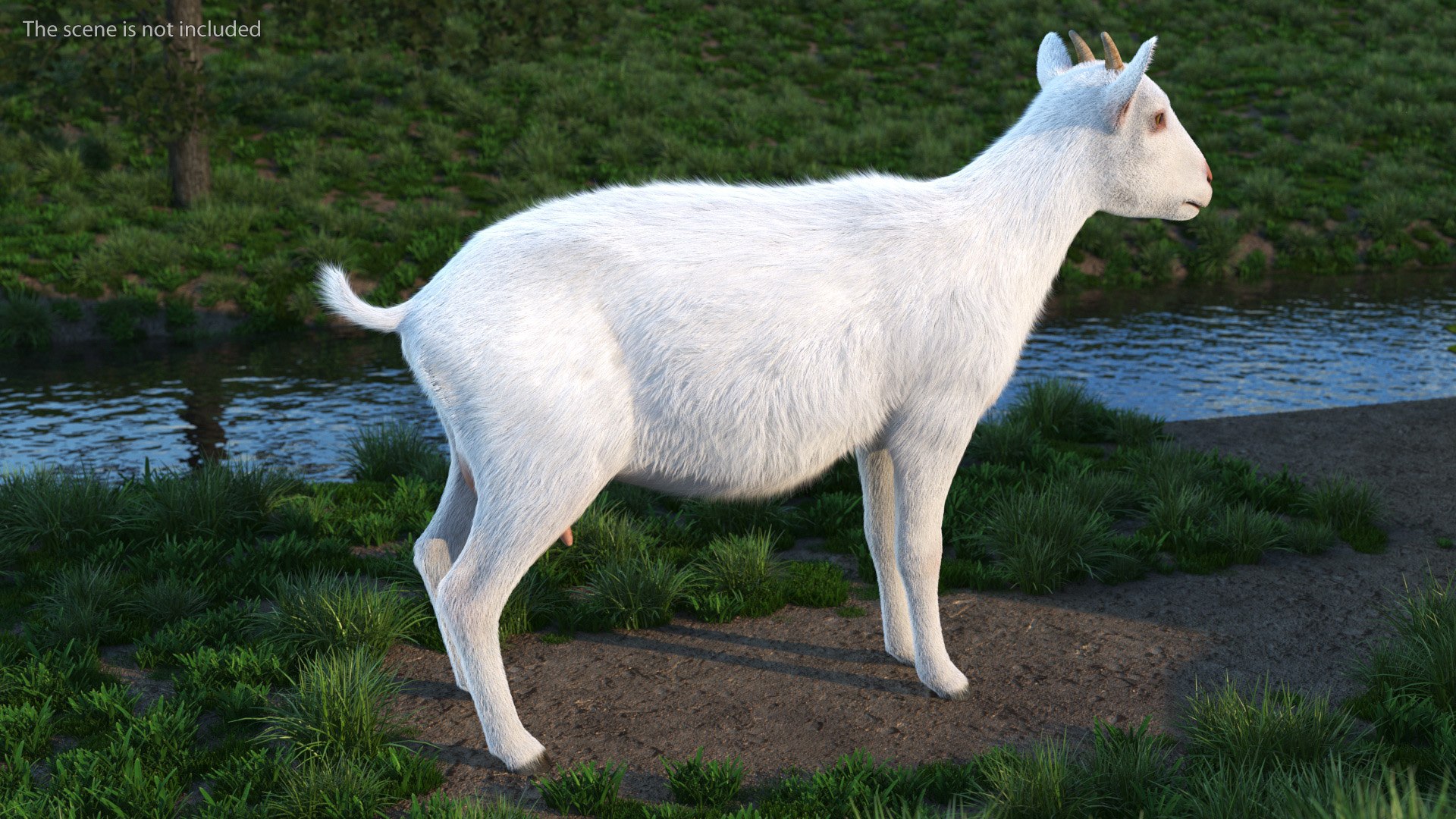 Goat Saanen Breed Fur 3D - TurboSquid 1992588