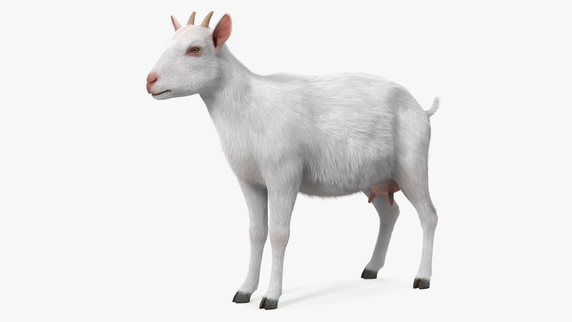 Goat Saanen Breed Fur 3D - TurboSquid 1992588