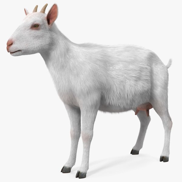 Goat Saanen Breed Fur 3D - TurboSquid 1992588