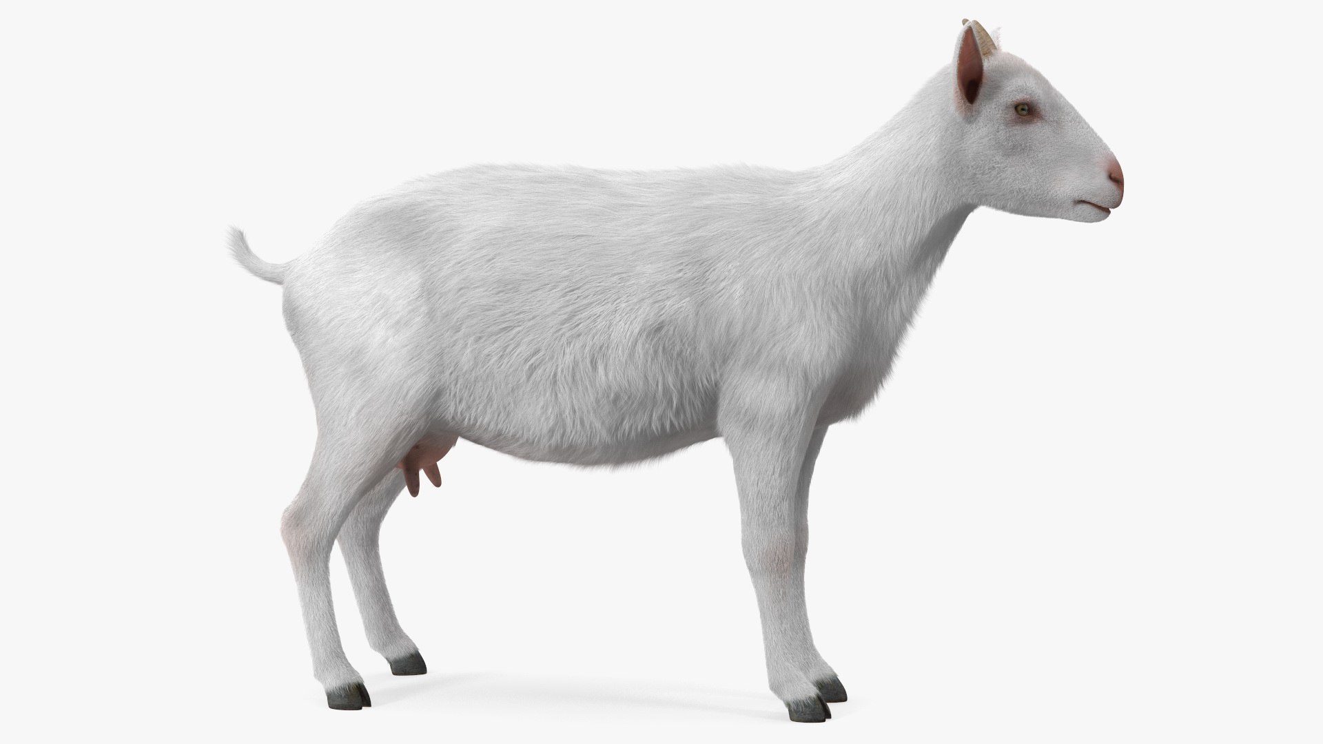 Goat Saanen Breed Fur 3D - TurboSquid 1992588