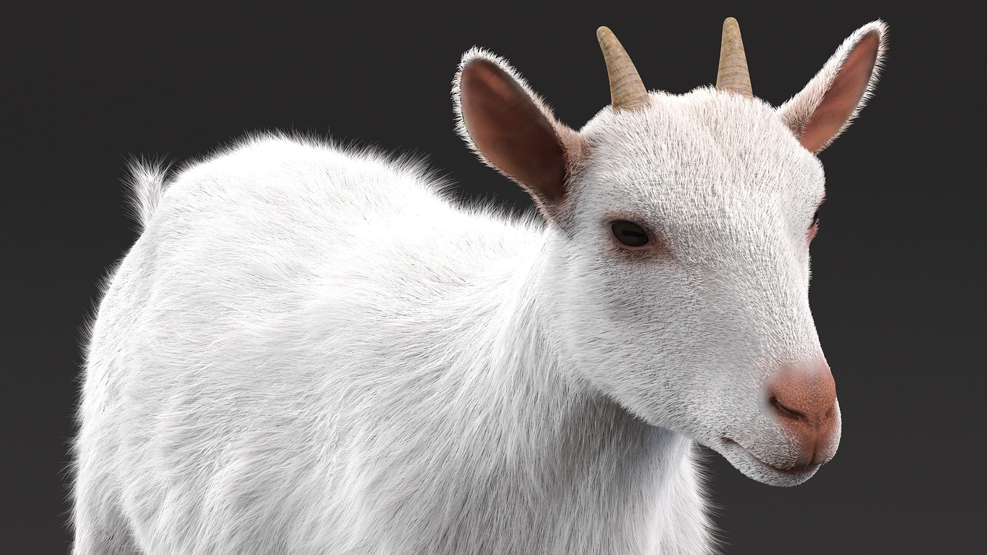 Goat Saanen Breed Fur 3D - TurboSquid 1992588