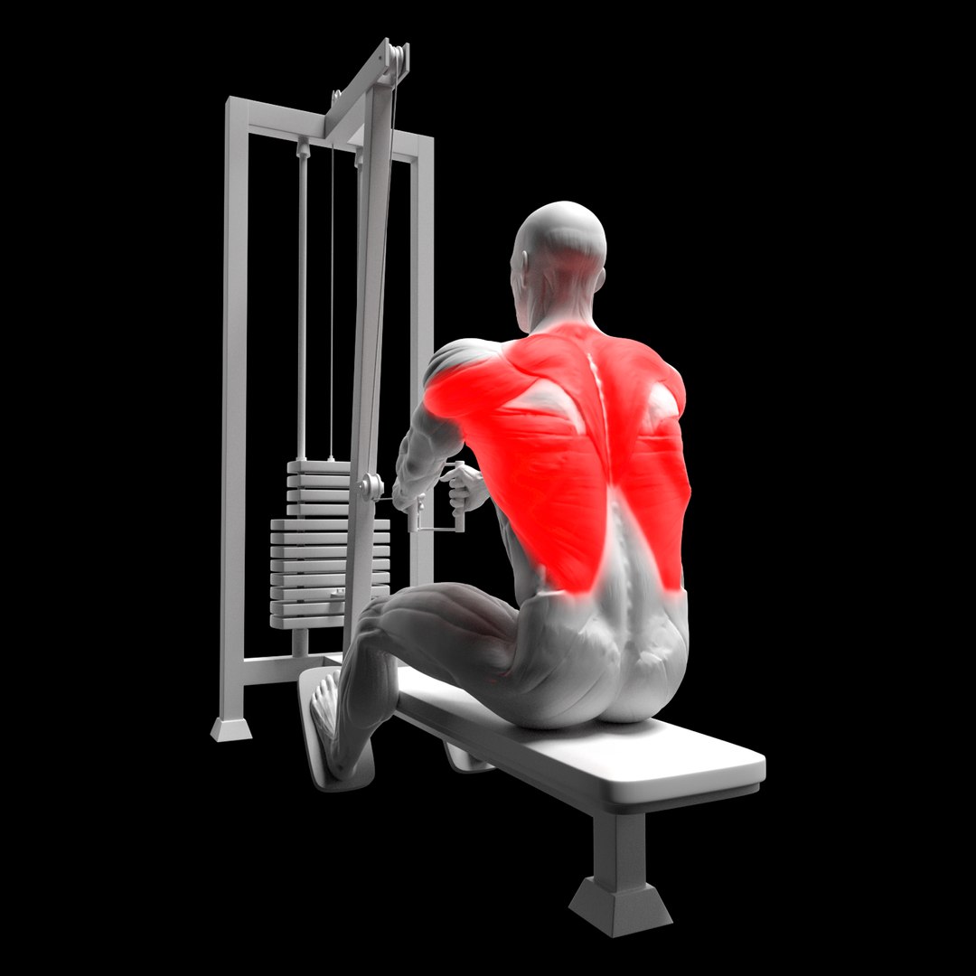 3D Seated Low Row Model - TurboSquid 2228691