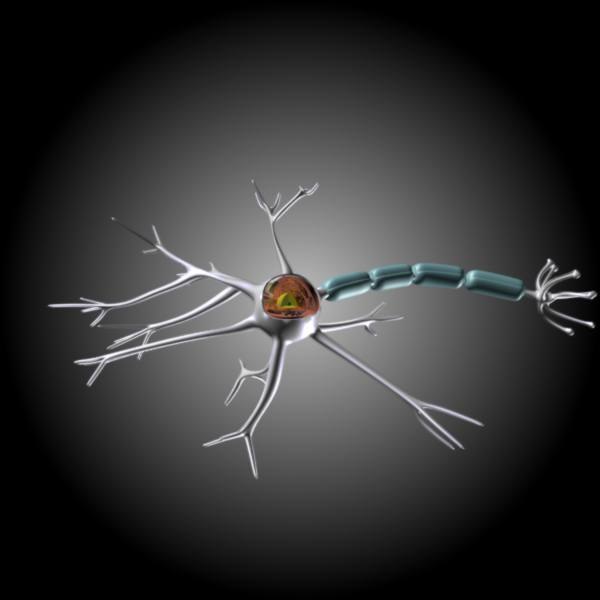 modelo 3d Neurona - TurboSquid 613330