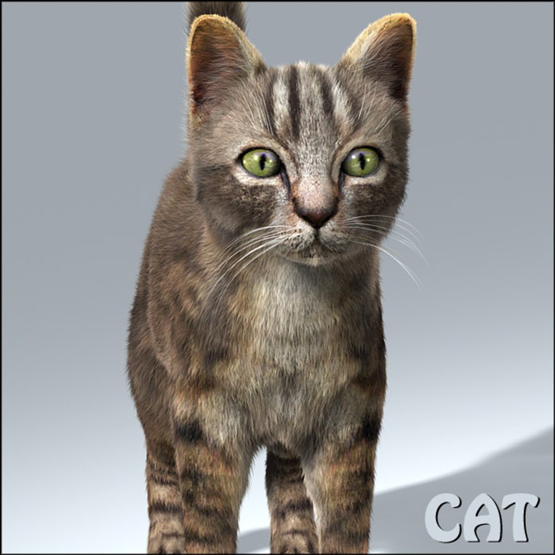 3d Model Cats Rats