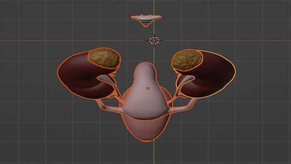 3D Model of Female Reproductive and Urinary System 3D 모델 - TurboSquid ...