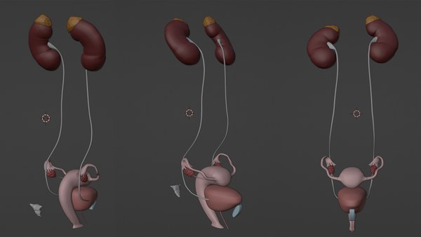 3D Model of Female Reproductive and Urinary System 3D 모델 - TurboSquid ...