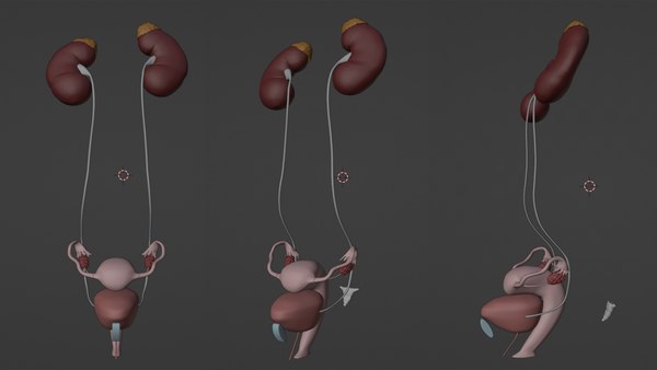 3D Model of Female Reproductive and Urinary System 3D 모델 - TurboSquid ...