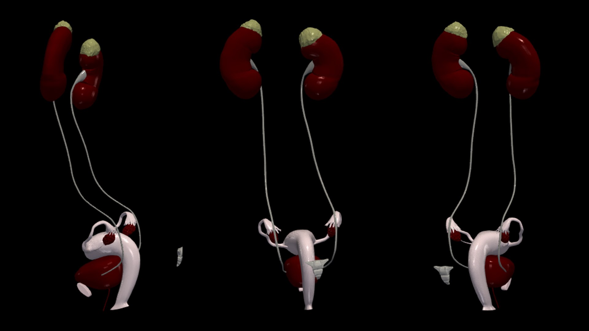 3D Model Of Female Reproductive And Urinary System 3D Model ...