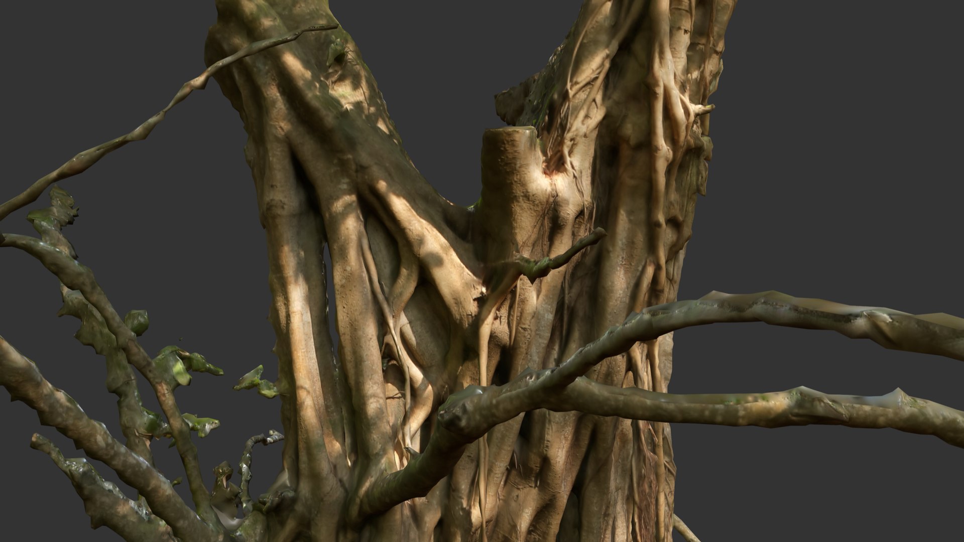 3D scanned tree model - TurboSquid 1447812