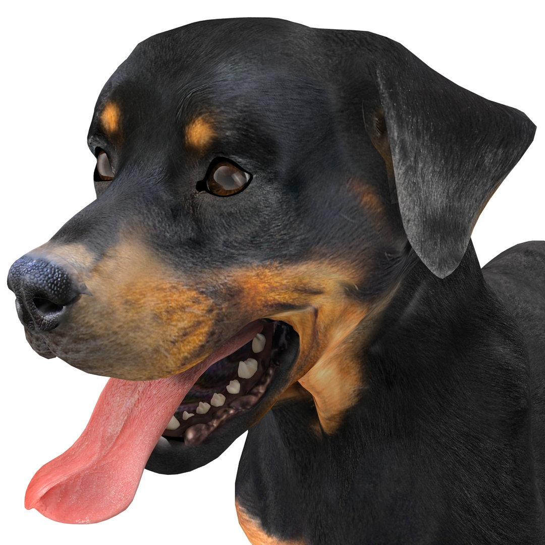 rottweiler 3d obj