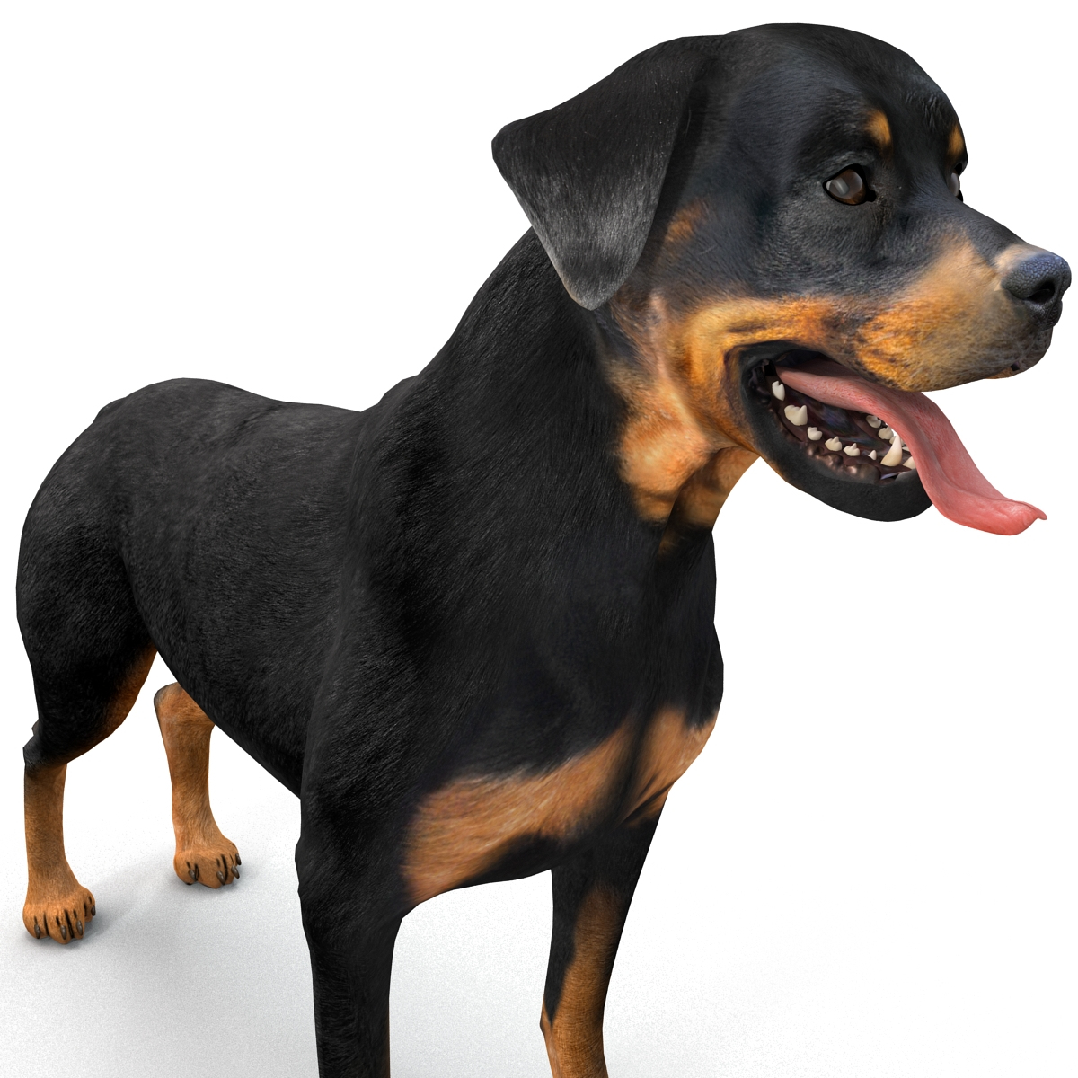 rottweiler 3d obj