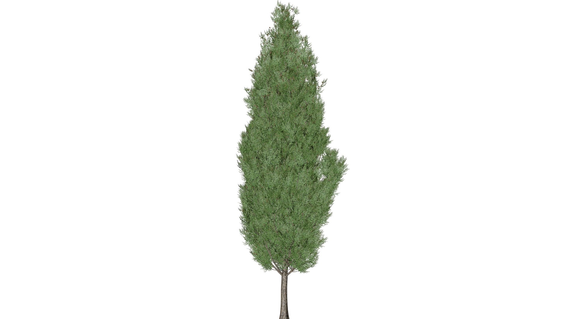 Italian Cypress Tree - 05 - 3D - TurboSquid 2373535