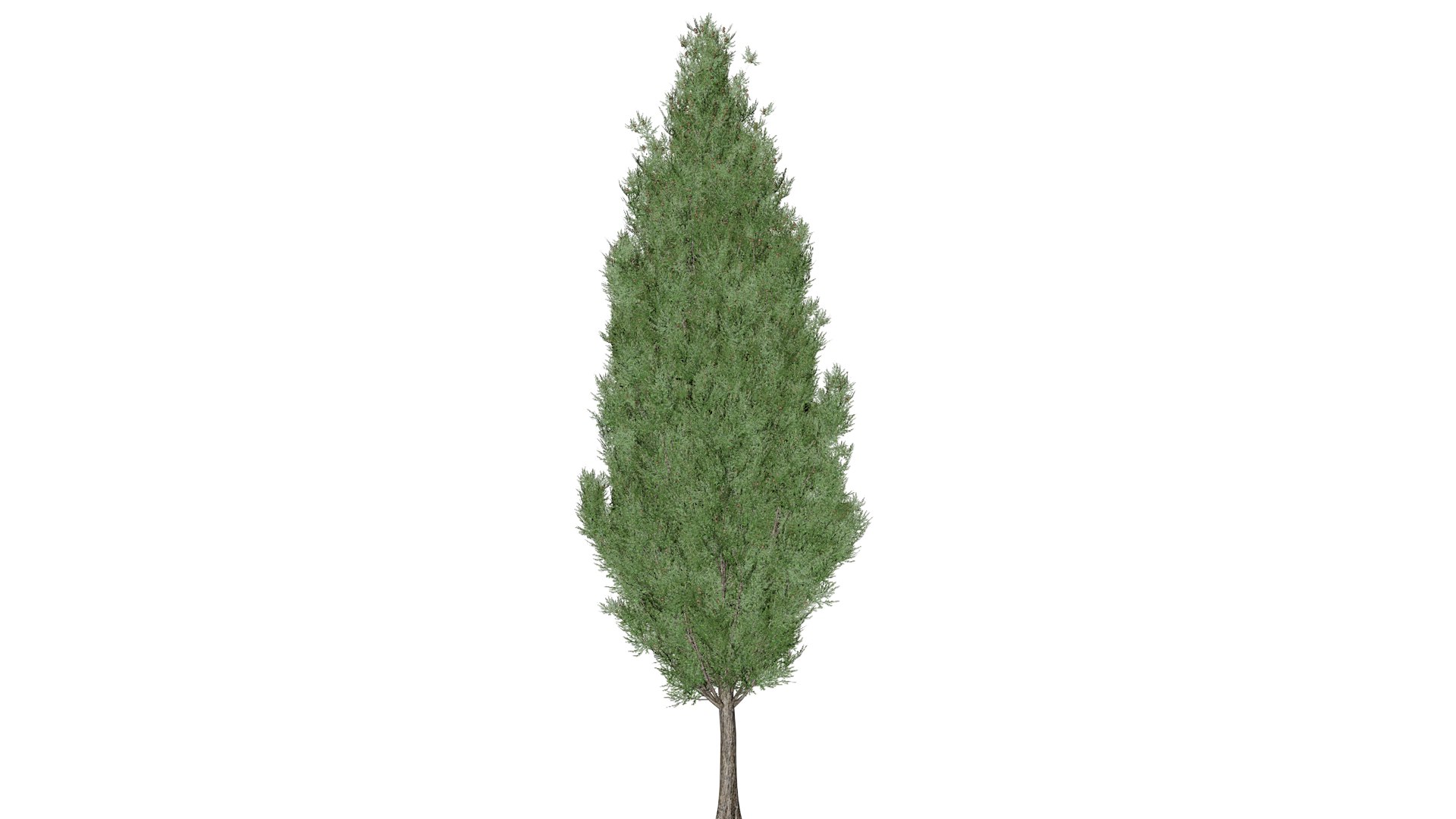 Italian Cypress Tree - 05 - 3D - TurboSquid 2373535
