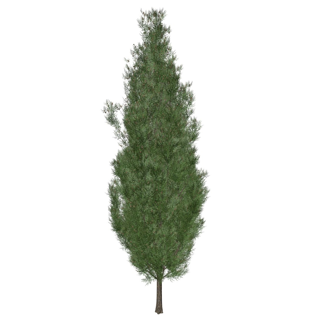 Italian Cypress Tree - 05 - 3D - TurboSquid 2373535