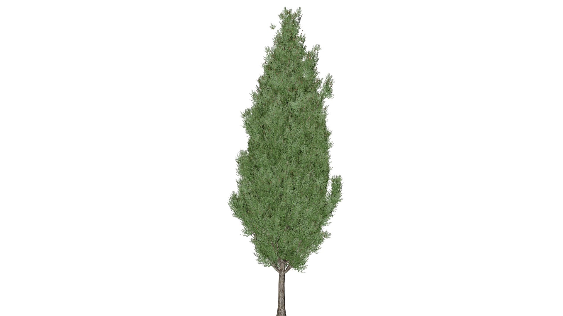 Italian Cypress Tree - 05 - 3D - TurboSquid 2373535