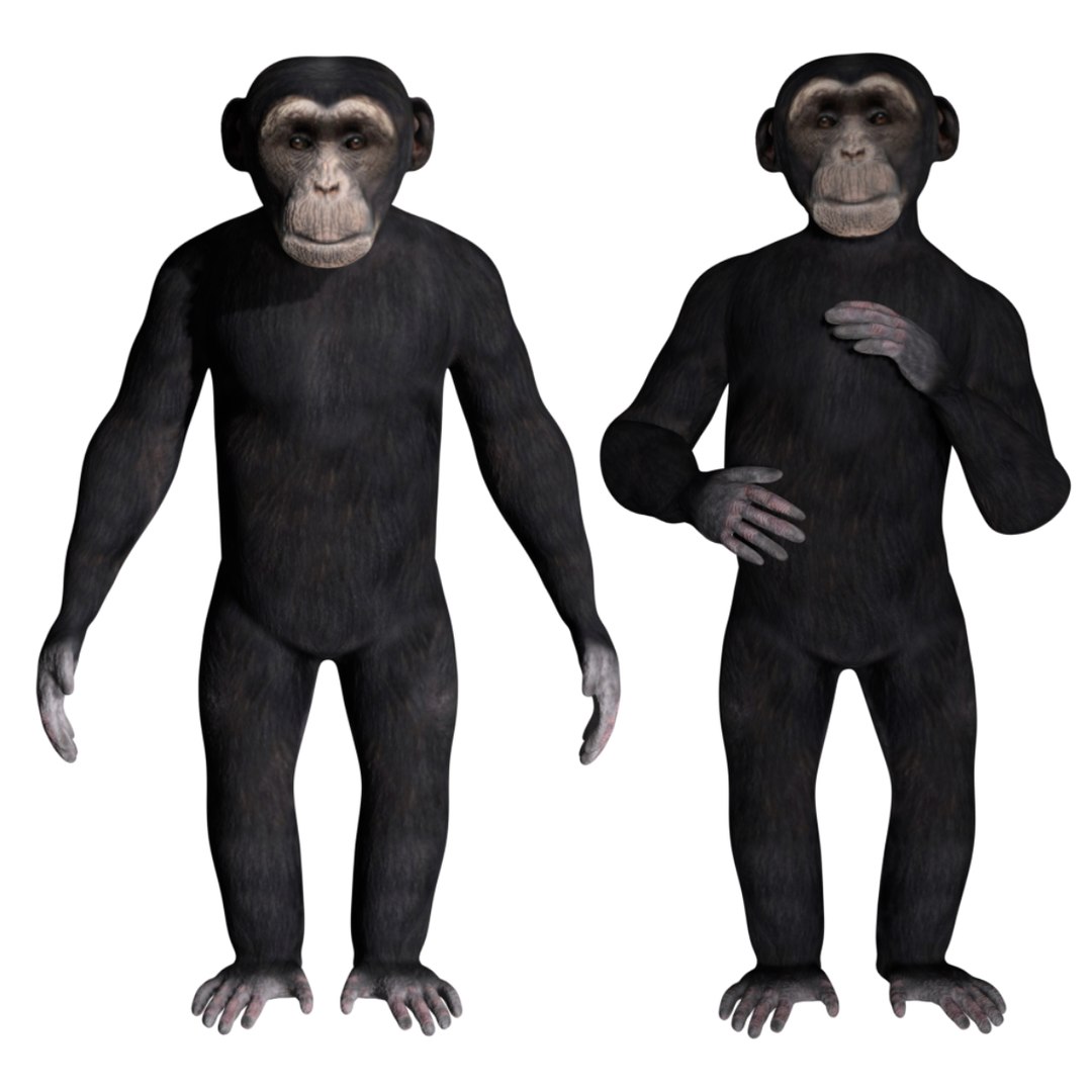 3D Fully Rigged Low Poly Chimpanzee - TurboSquid 1754340