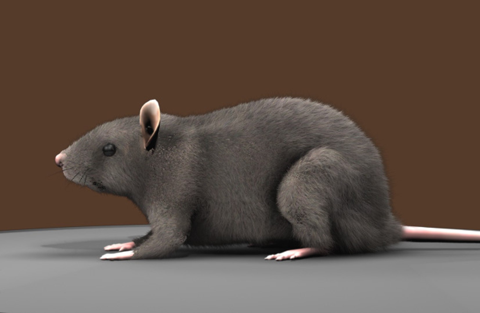 3ds Max Realistic Rat Fur
