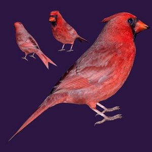 3d model european robin bird