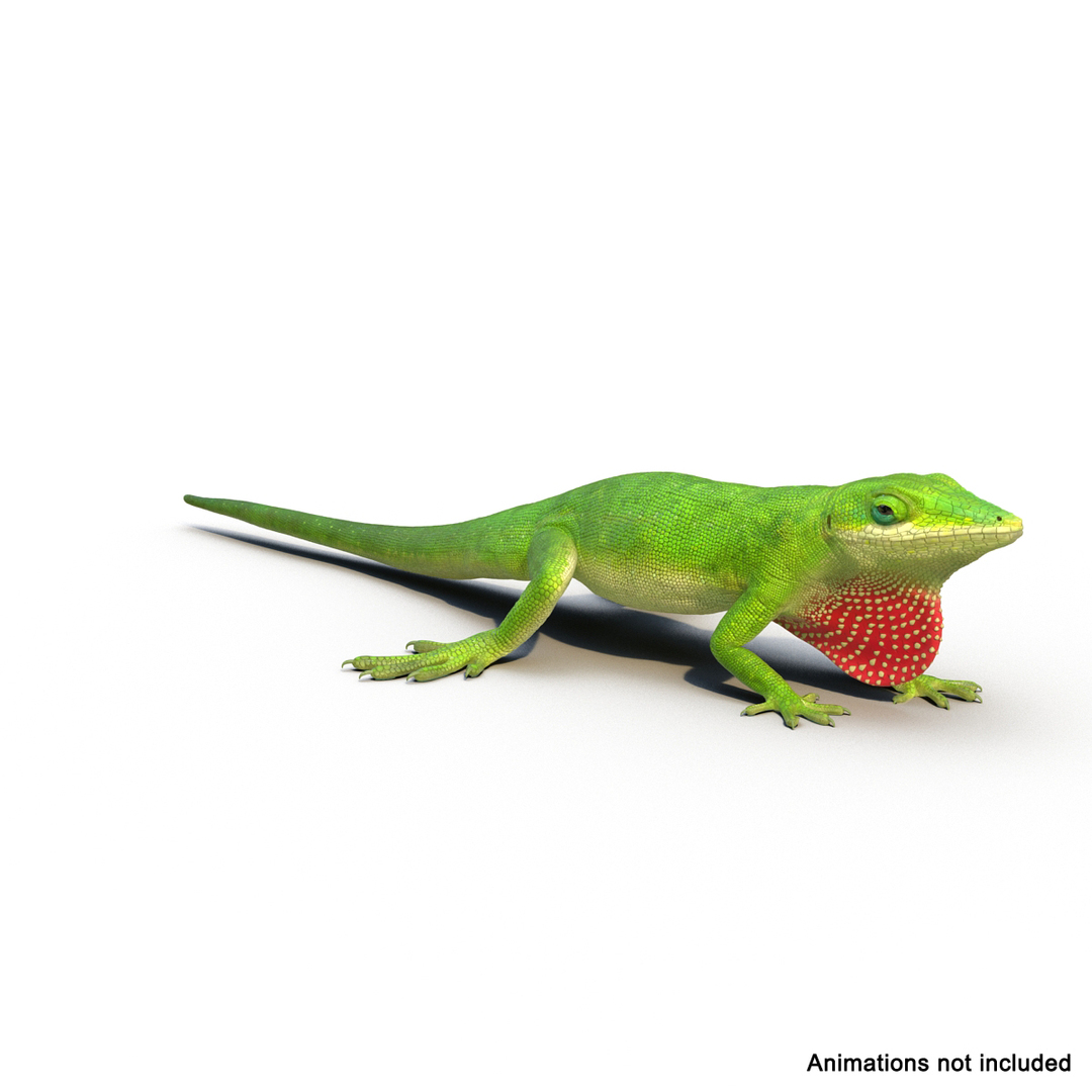 Carolina Anole Lizard Rigged 3D Model - TurboSquid 1493416