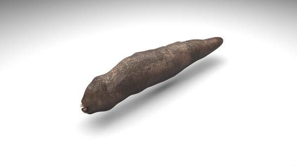 3D model Pinworm Enterobius Vermicularis - TurboSquid 1843869