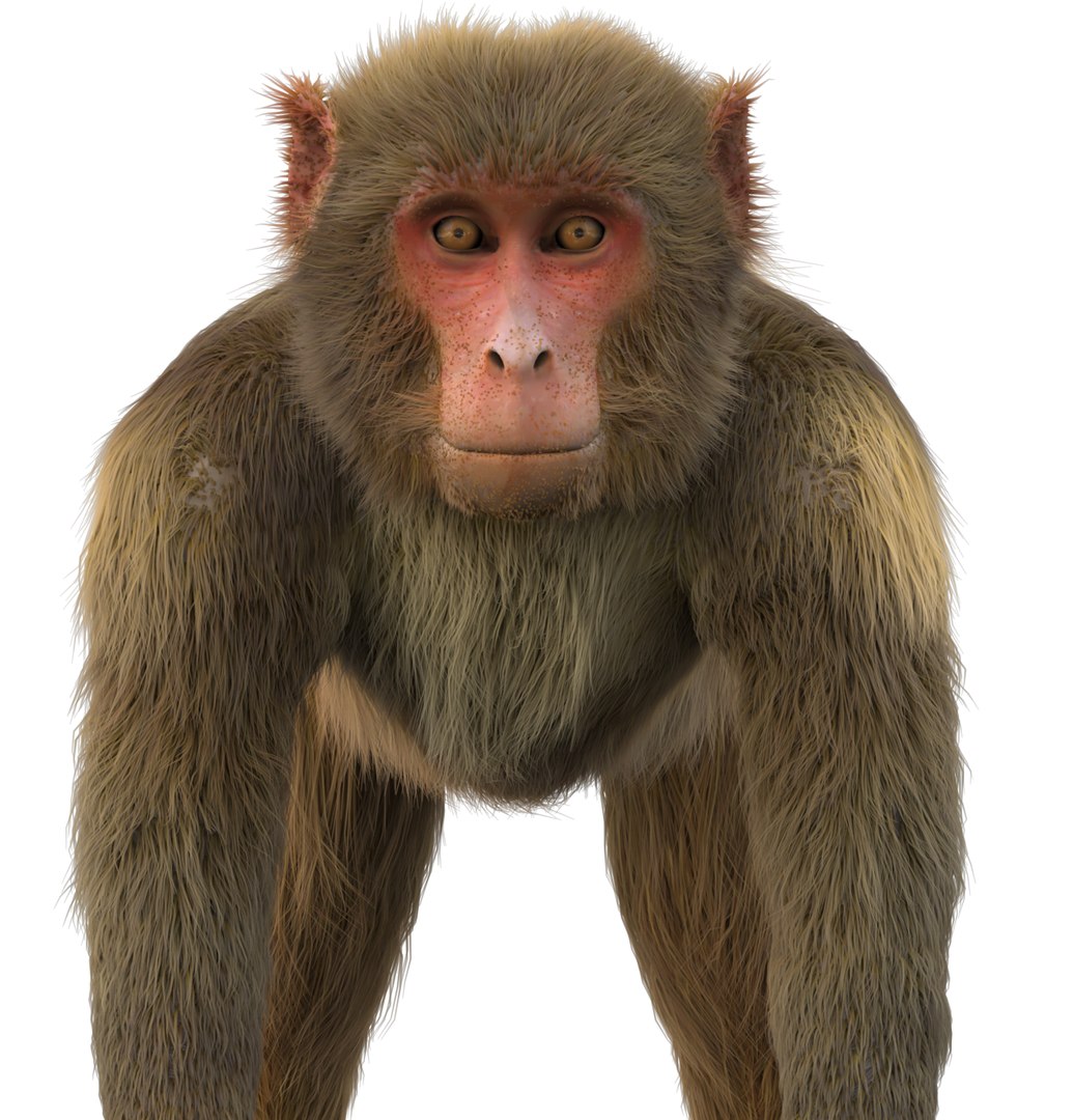 Monkey 3D Model - TurboSquid 2514525
