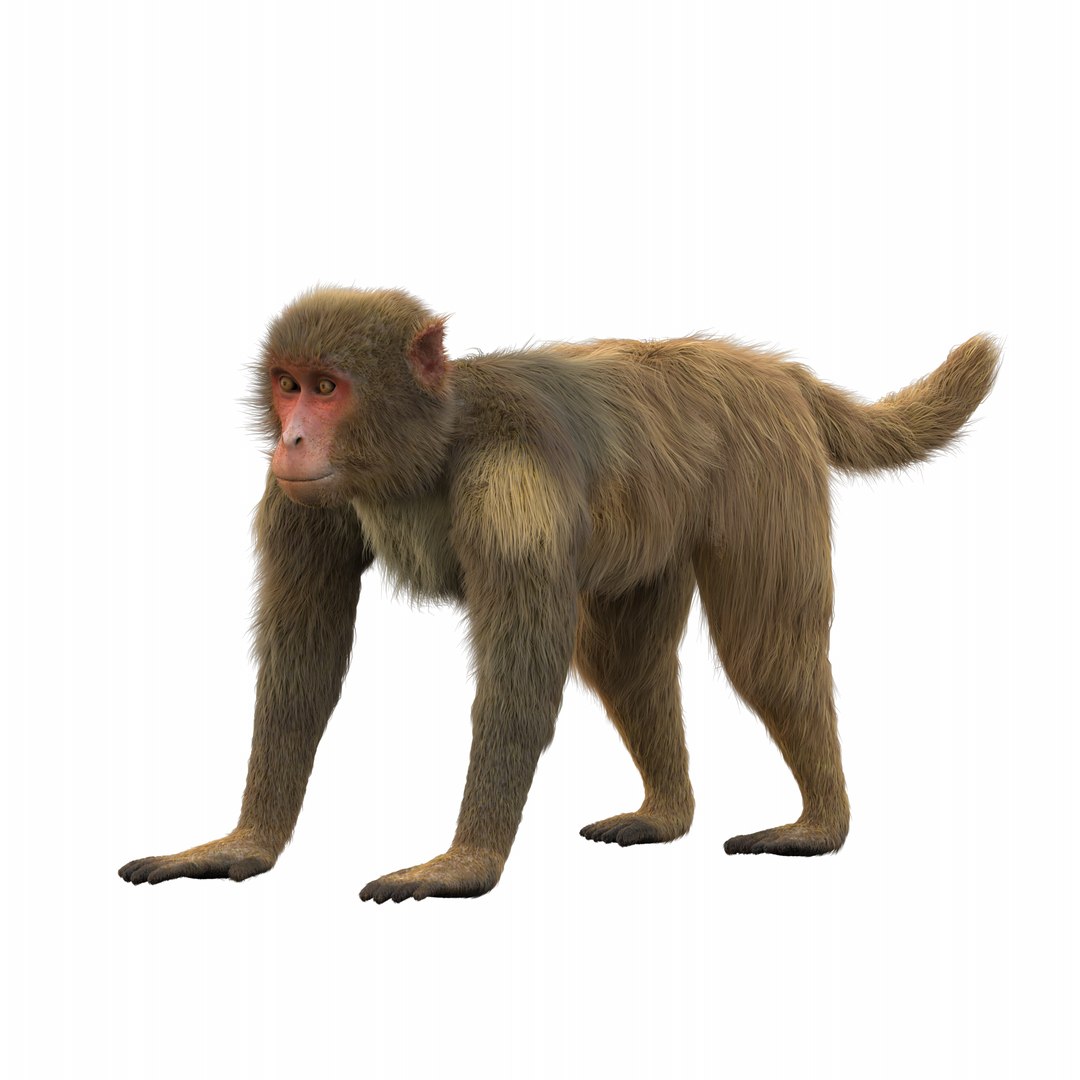 Monkey 3D Model - TurboSquid 2514525