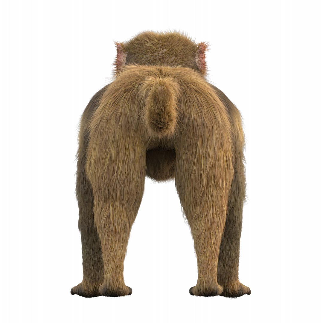 Monkey 3D Model - TurboSquid 2514525