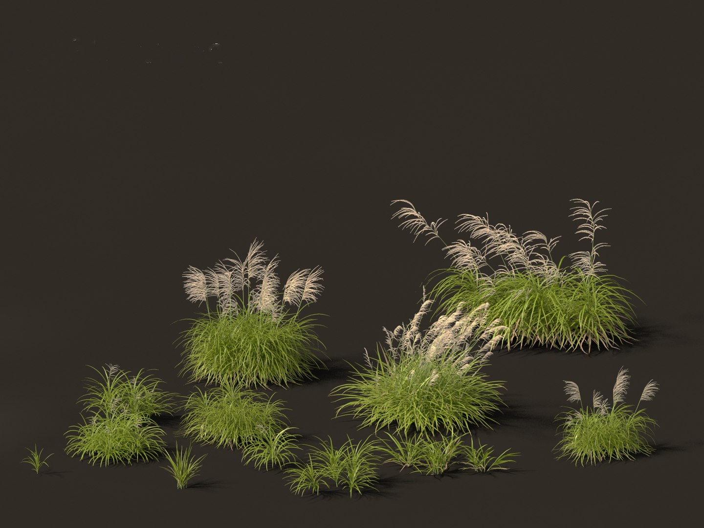 3D Model Miscanthus Flavidus - Zebra Grass - TurboSquid 2139406