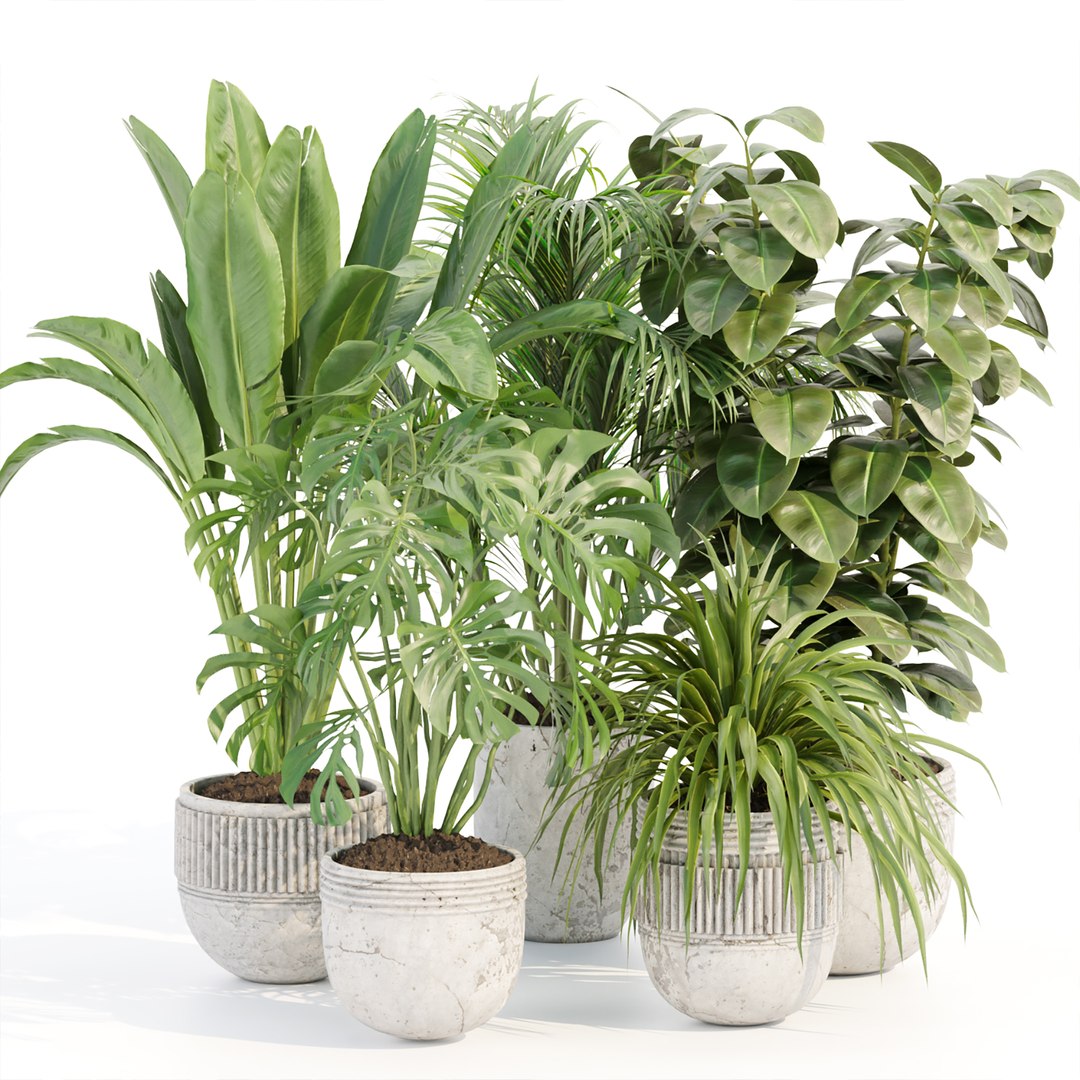 3D Indoor Plants Collection Vol 125 - TurboSquid 1978819