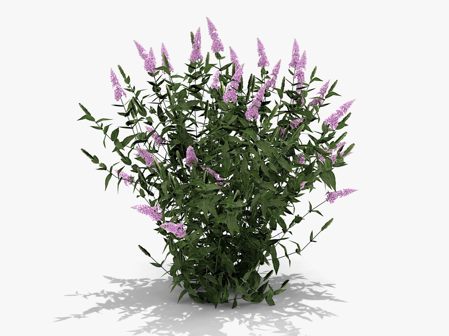 Pink Delight Butterfly Bush Max