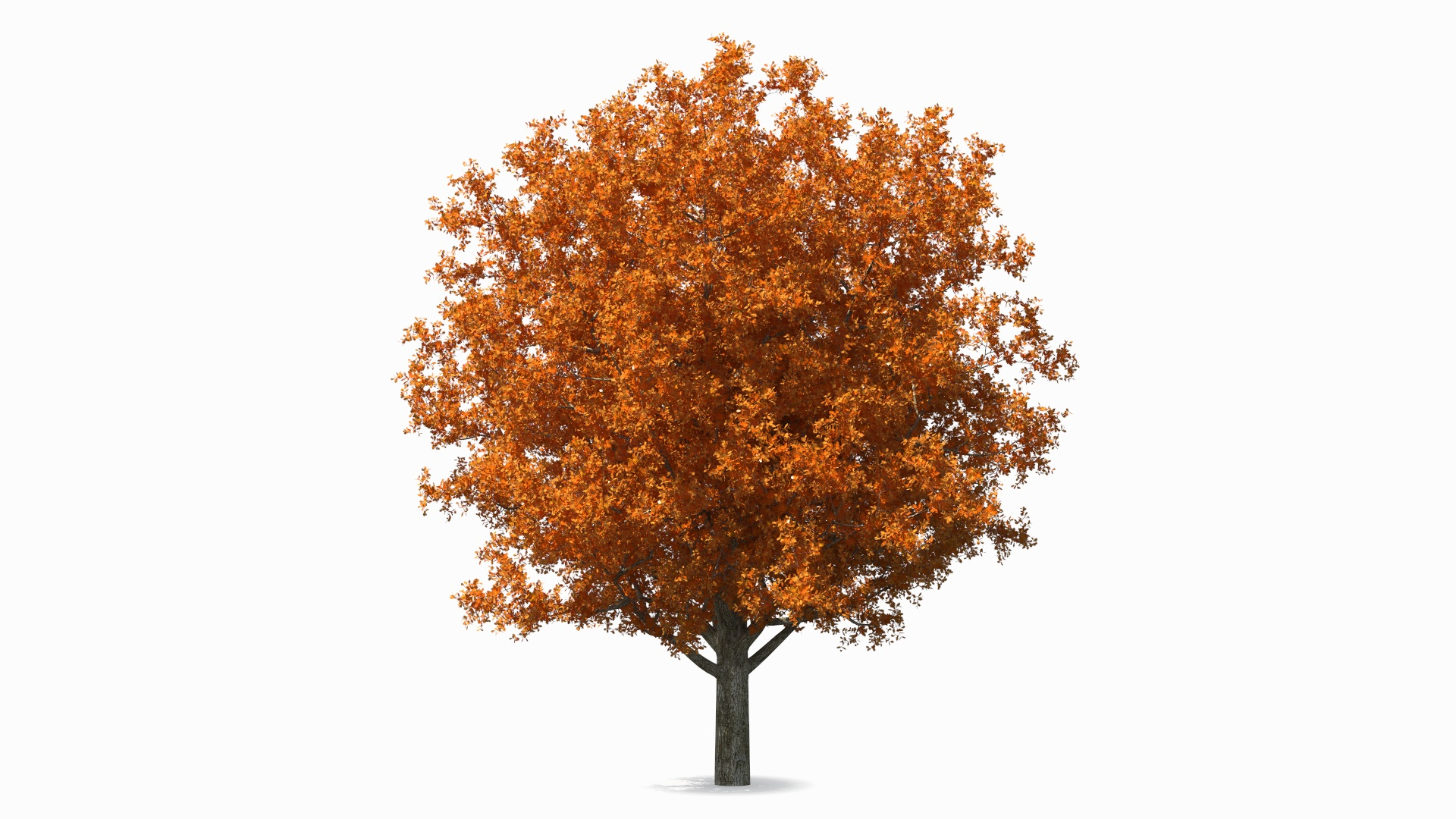 3D Autumn Oak Tree - TurboSquid 2179964