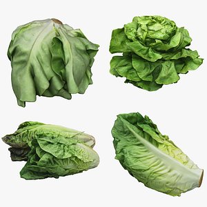 3D Lettuce Models - Browse & Download Formats - TurboSquid