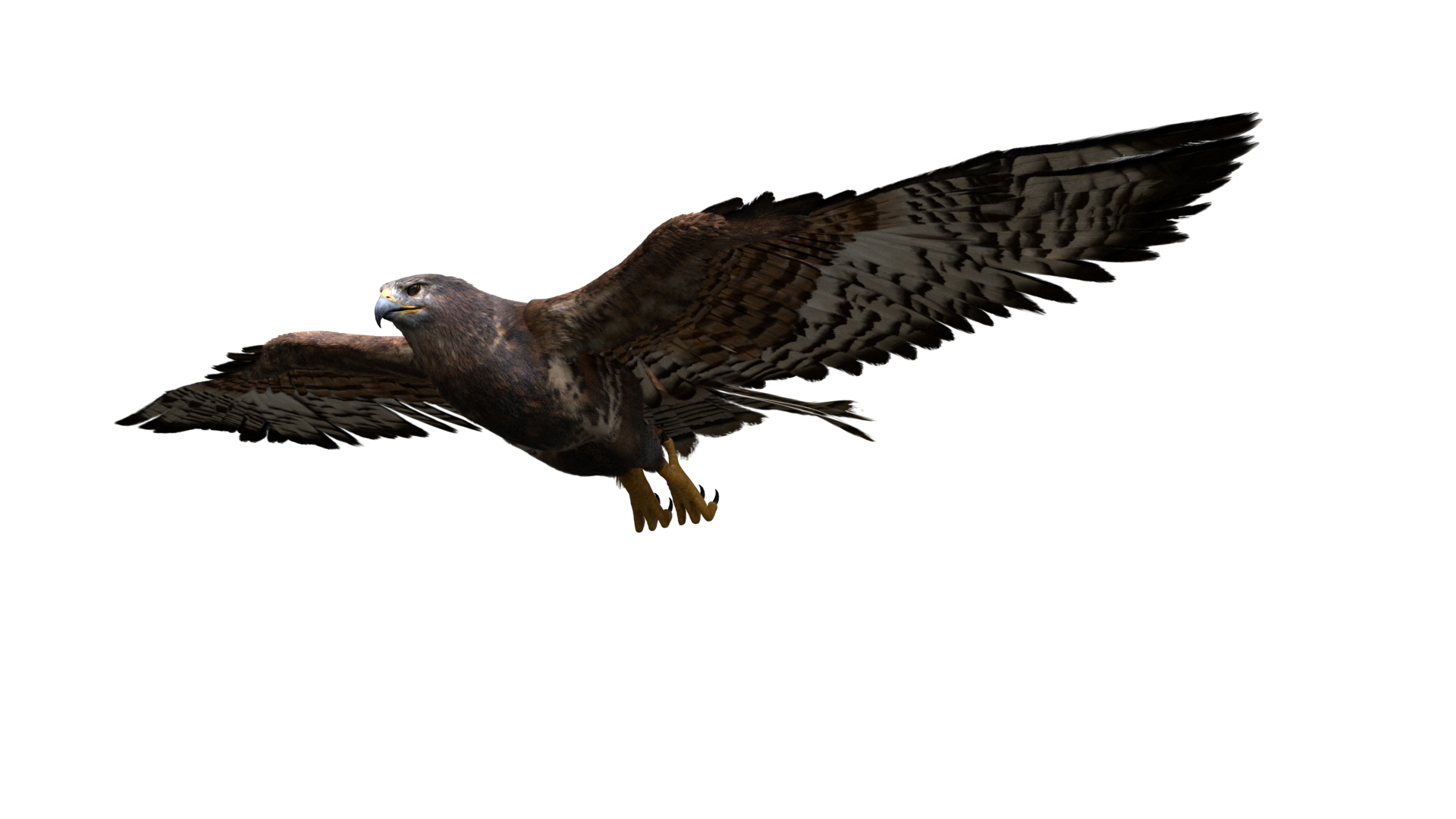 Realistic hawk rigged 3D model - TurboSquid 1513393