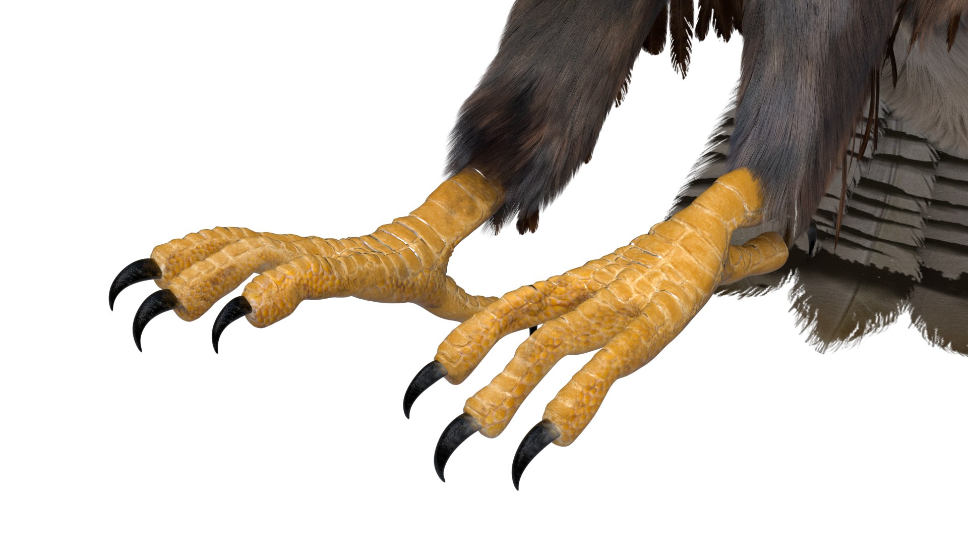 Realistic hawk rigged 3D model - TurboSquid 1513393