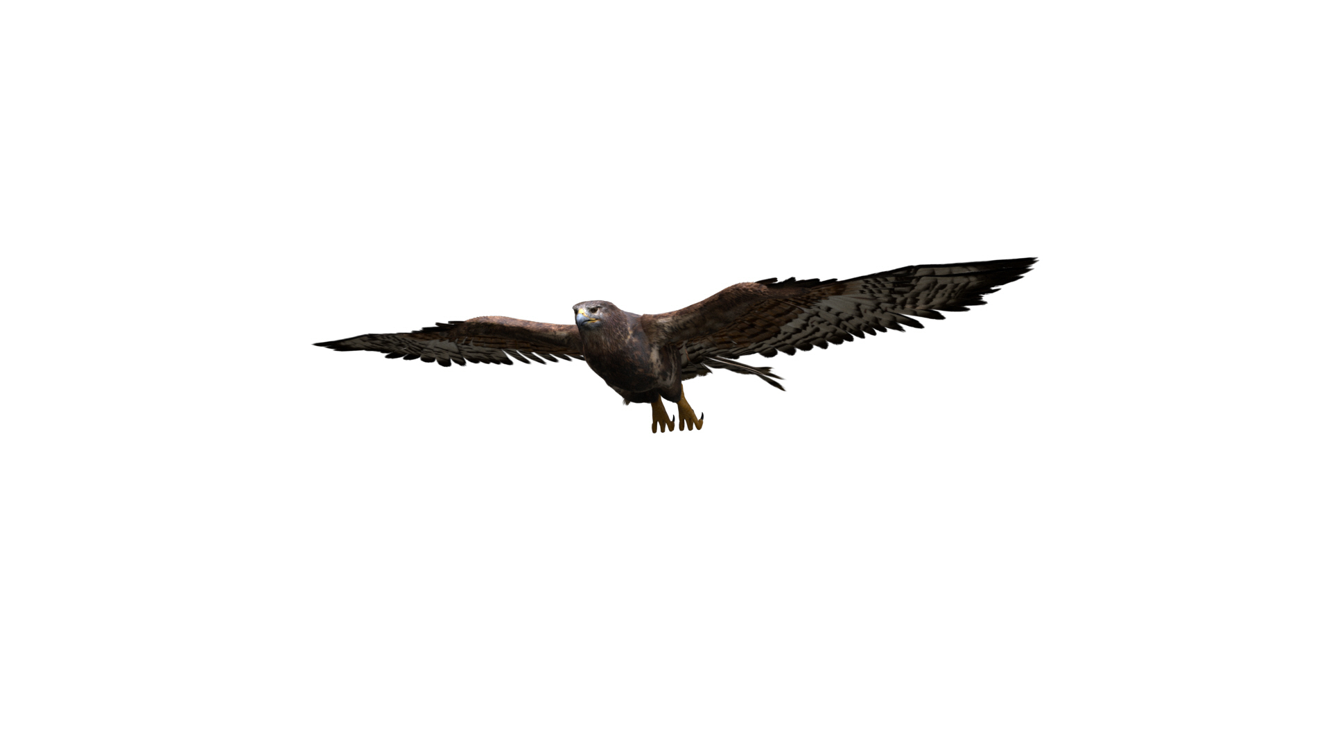 Realistic Hawk Rigged 3D Model - TurboSquid 1513393