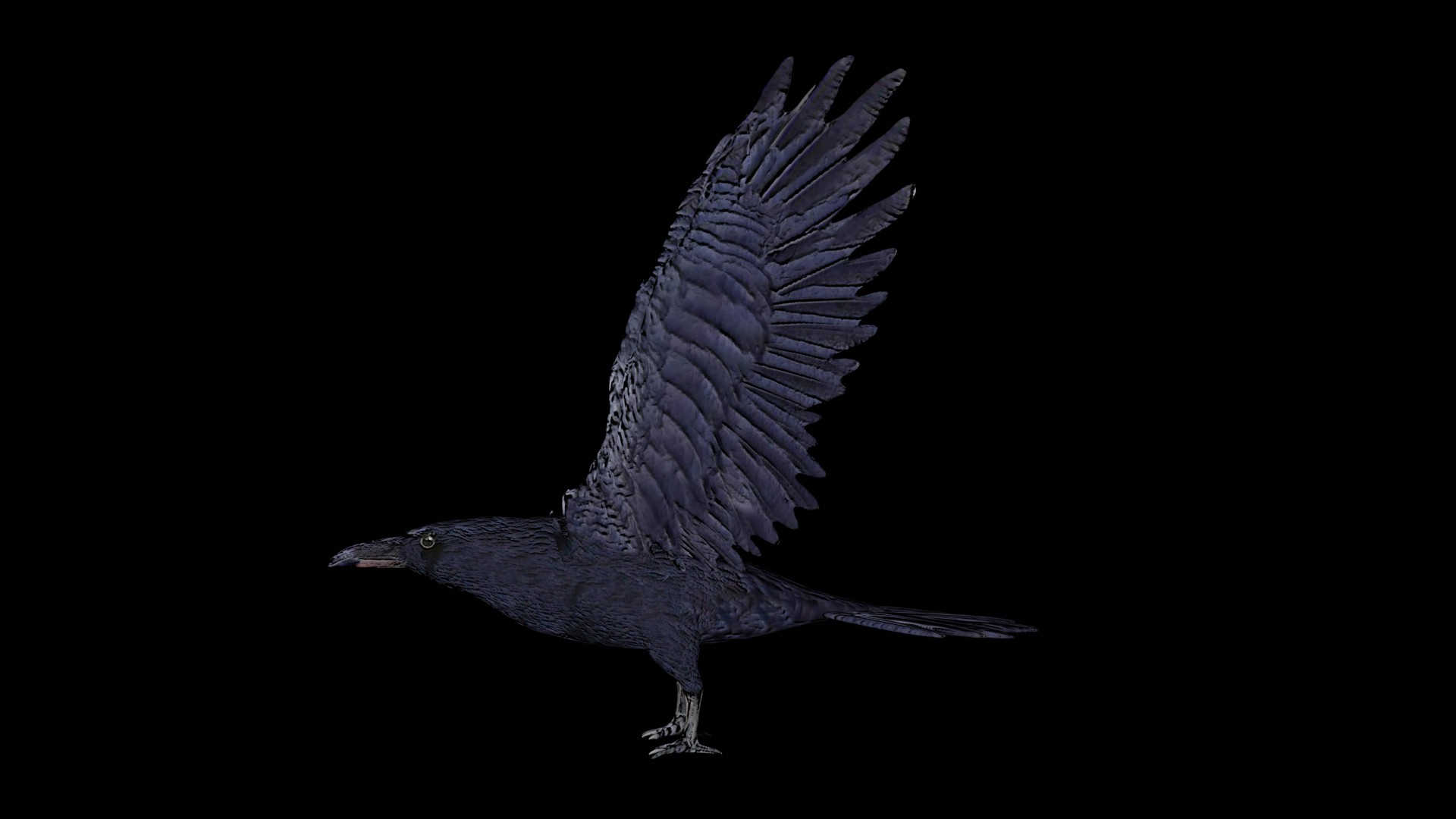 Raven 3D model - TurboSquid 1746042