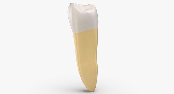 3D model Human Upper Jaw Premolars Teeth Clean and Damaged Collection ...