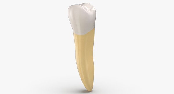 3D model Human Upper Jaw Premolars Teeth Clean and Damaged Collection ...