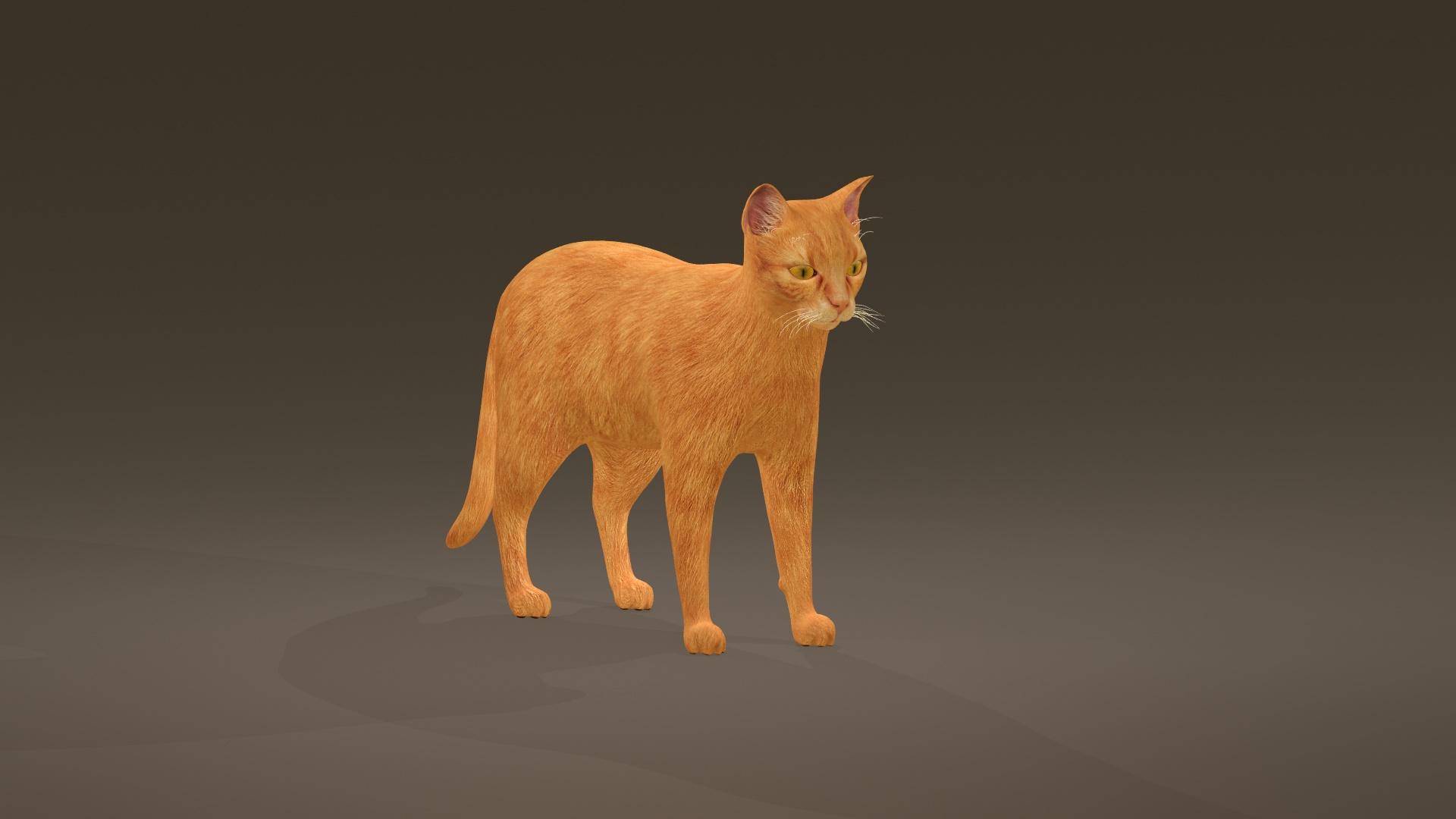 3D Model Cat Collection 2 - TurboSquid 1871525