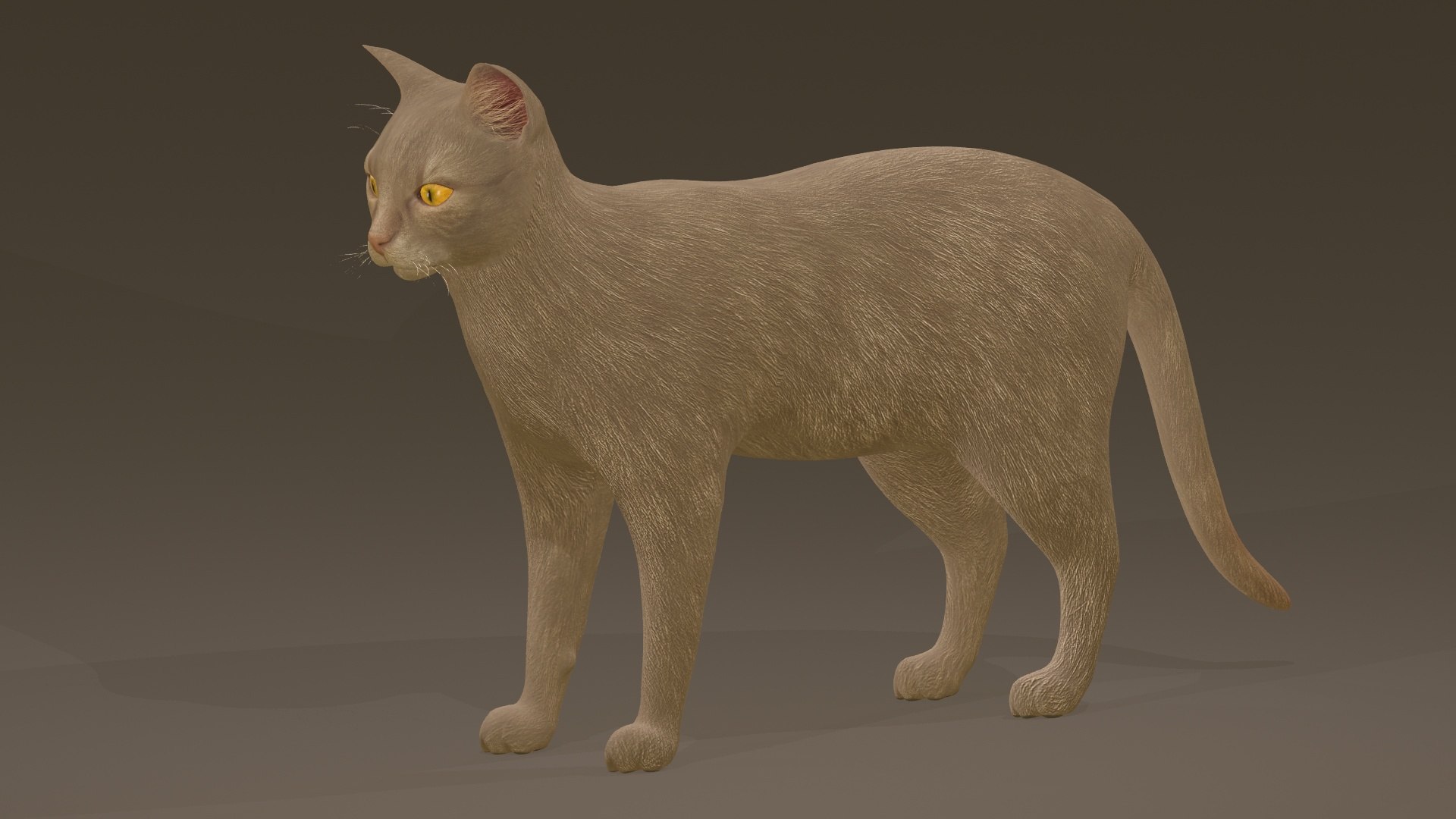 3D Model Cat Collection 2 - TurboSquid 1871525